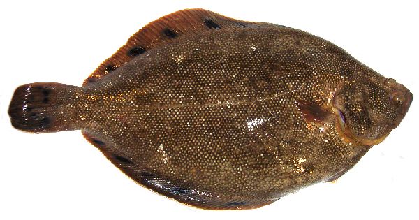 三重県｜おさかな図鑑・情報：ホシガレイ