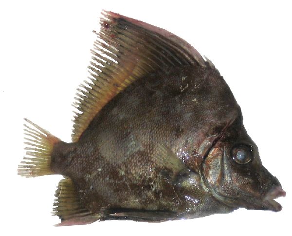 三重県｜おさかな図鑑・情報：カワビシャ