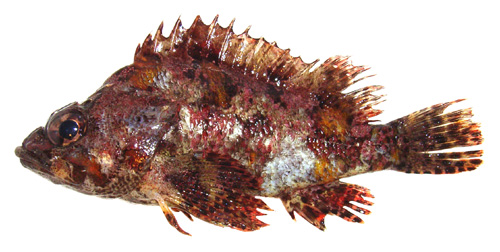 三重県｜おさかな図鑑・情報：ヨロイメバル